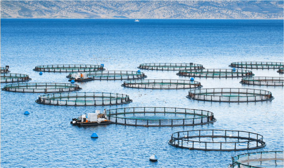Aquaculture Insurance Market to Witness Stunning Growth | AXA, Catlin ...