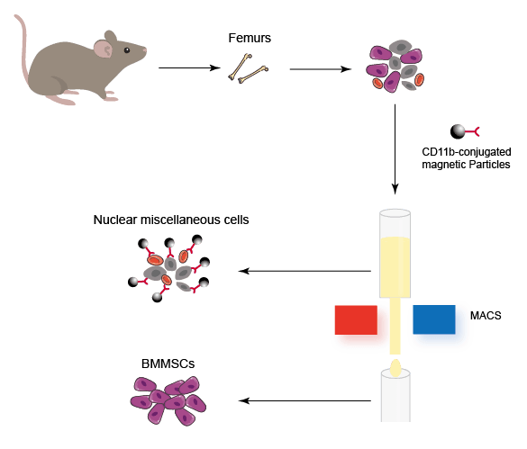 Mouse-Derived Msc Market is Thriving Worldwide | Bio-Techne, Celprogen ...