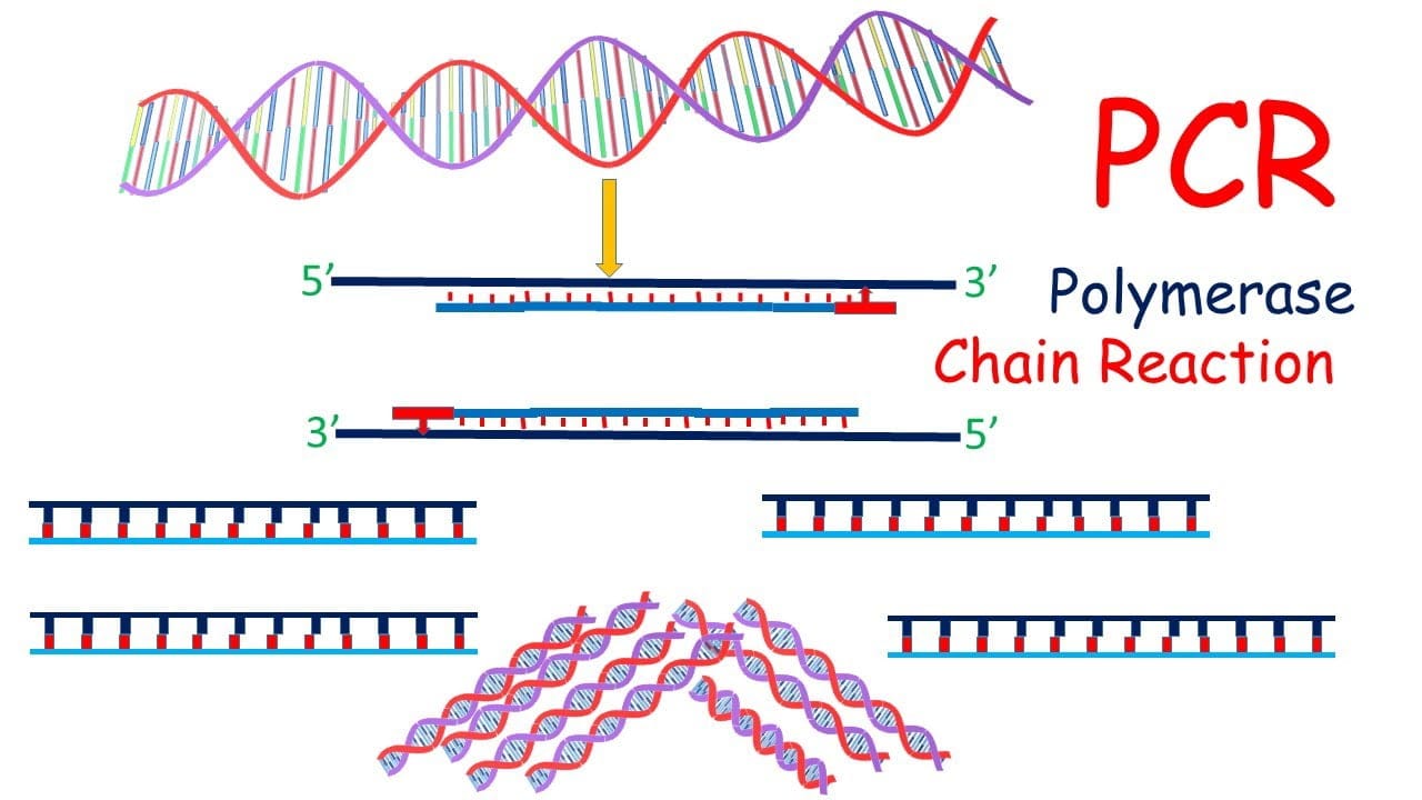 Polymerase Chain Reaction Market Booming Segments; Investors Seeking ...
