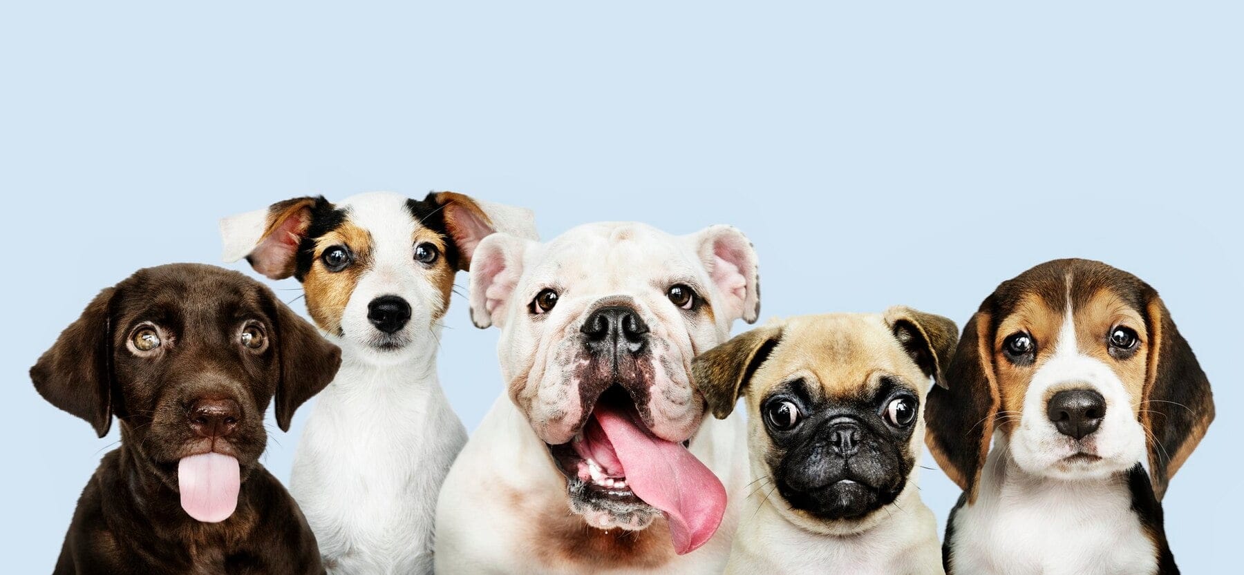 Precious Paws Palace: Elevating Pet Care with Luxury and Style - Newstrail