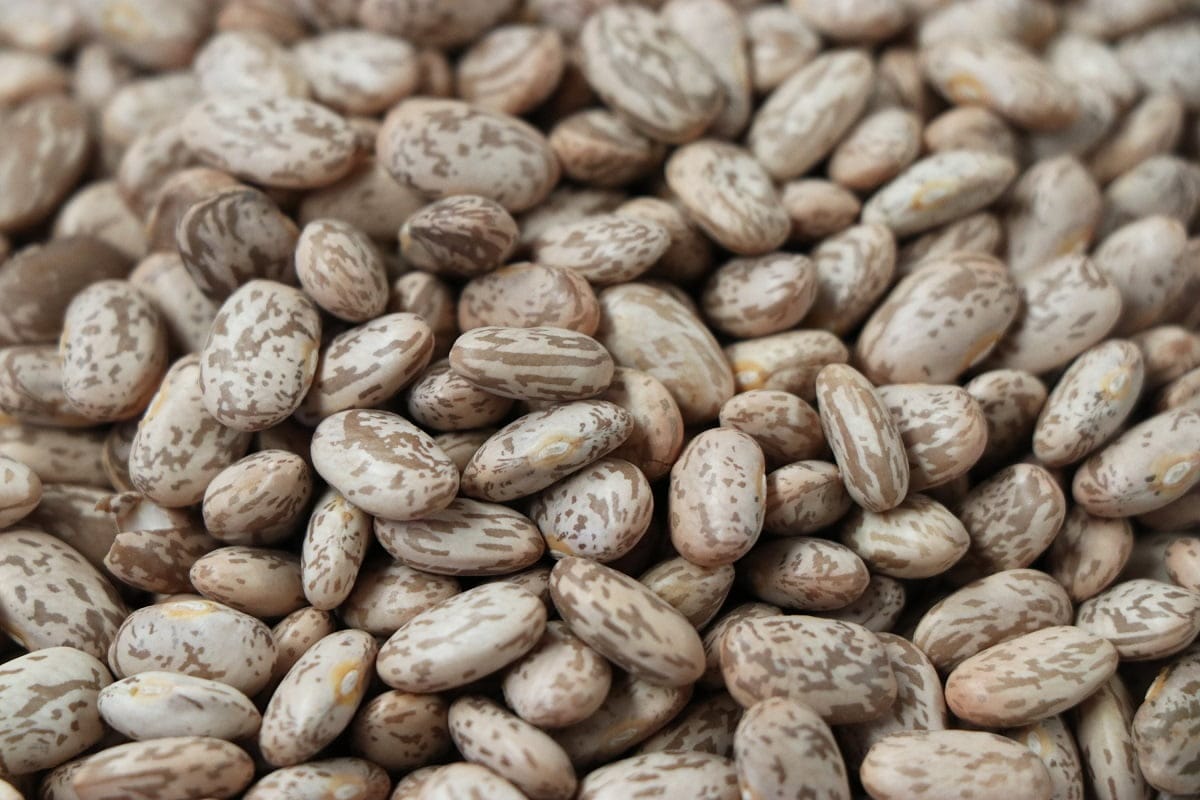 Edible Beans Market to enjoy 'explosive growth' to 2032 - Newstrail