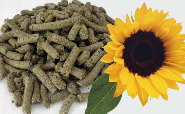 Sunflower Meal Market – Emerging Trends May Make Driving Growth ...