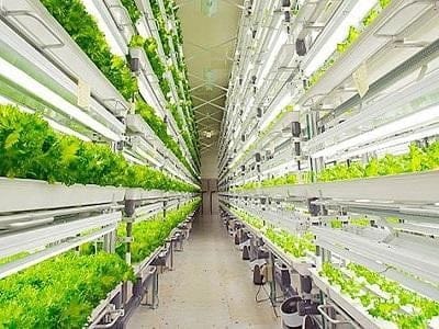 Plant Factory Market: A Compelling Long-Term Growth Story - Newstrail