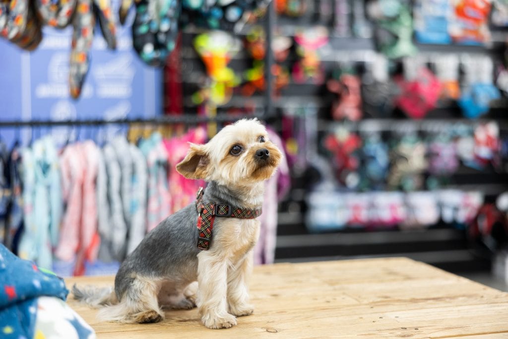 Pet Palace by Pat: Your One-Stop Shop for All Pet Needs 2024 - Newstrail