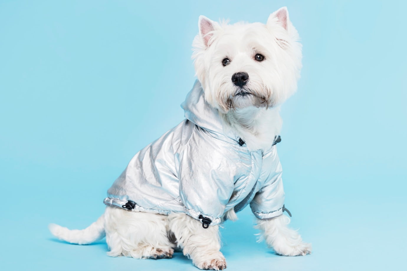 Fashion Fur Pets Launches Stylish and Functional Pet Apparel and ...