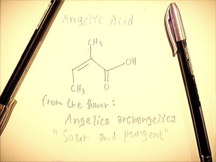 Angelic Acid Market - What Opportunities are Seen in 2025? - Newstrail