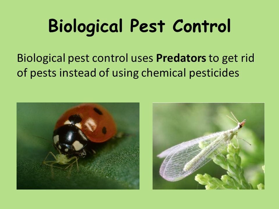 Biological Pest Control Market to Get a New Boost | BASF, Bayer ...