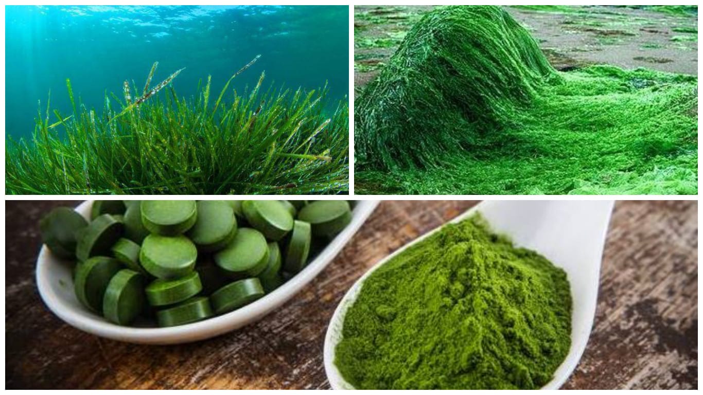 Pet Food Microalgae Market Set to Reach USD 40.8 Million by 2035 | FMI ...