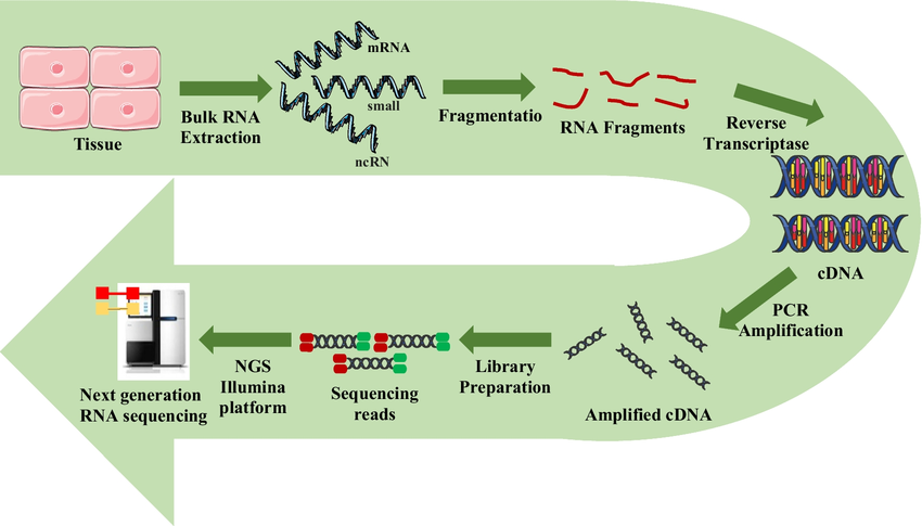 NGS based RNA sequencing Market Will Hit Big Revenue In Future ...