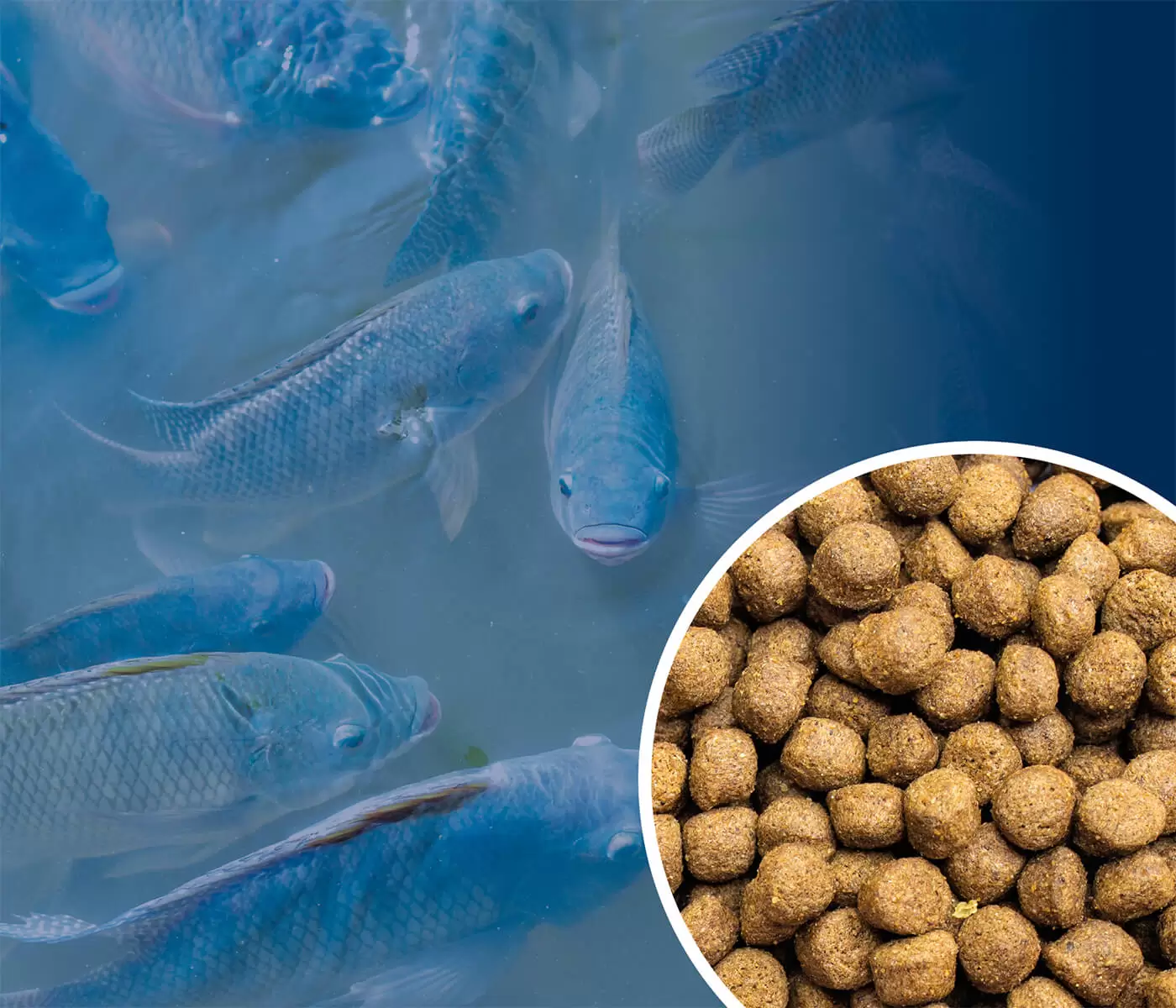 Fish Nutrition Market May See a Big Move | Major Giants BioMar, EWOS ...