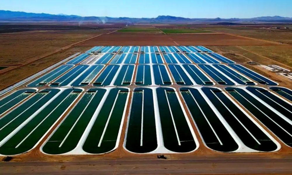 Algae Farming Market Touching New Development Level |Algenol,Cyanotech ...