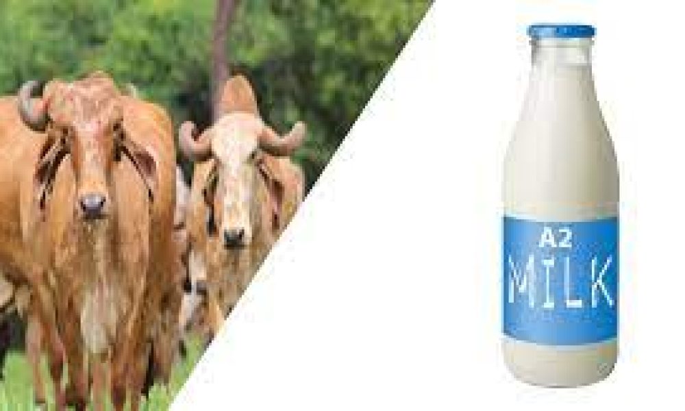 A2 Milk Market to Witness Major Growth by 2028 | The A2 Milk Company ...