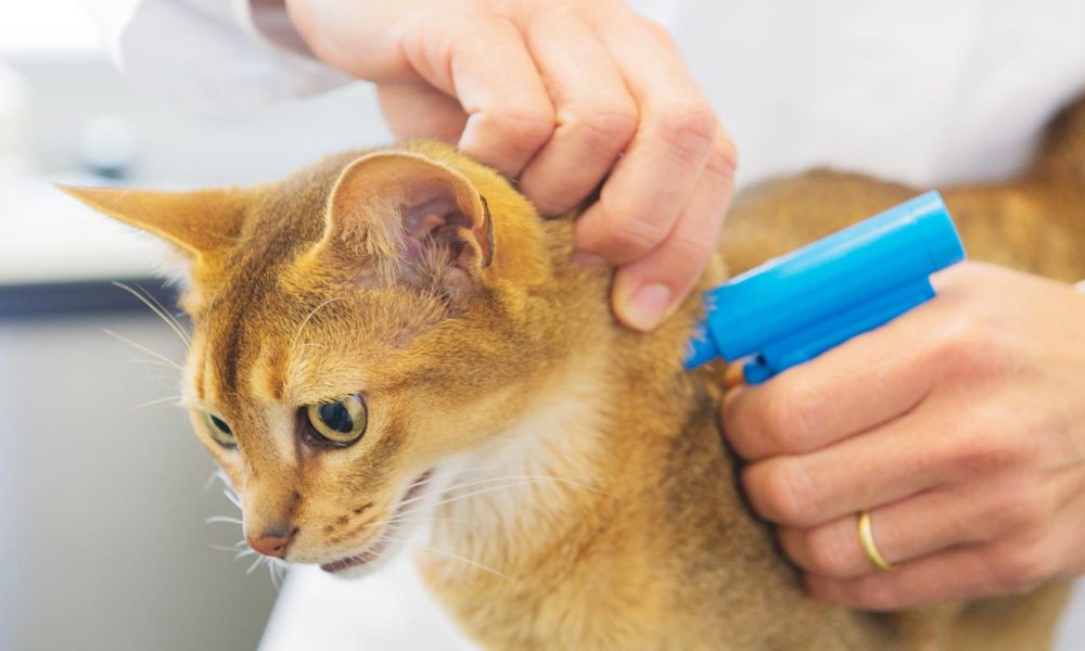 Animal Microchip Implants Market May Set New Growth Story | Trovan ...