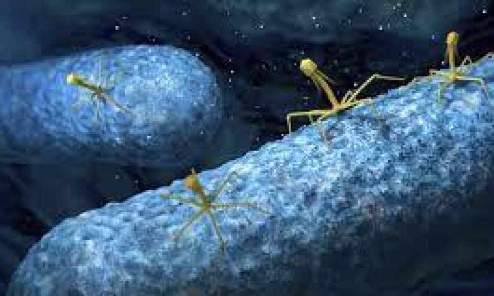 Bacteriophage Therapy Market to See Sustainable Growth Ahead ...
