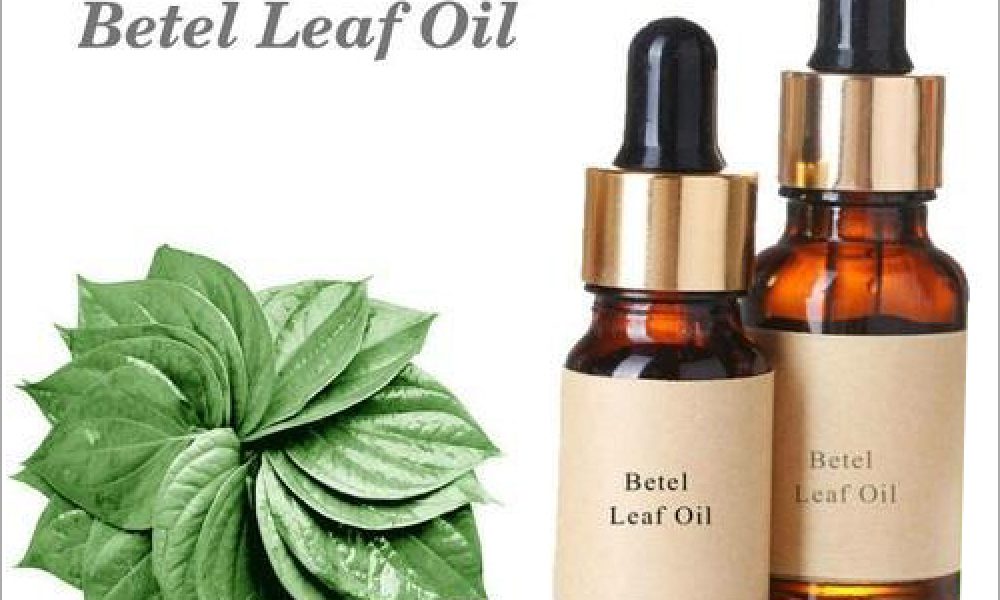 Betel Leaf Oil Market is Going To Boom |Major Giants- Natural Sourcing ...