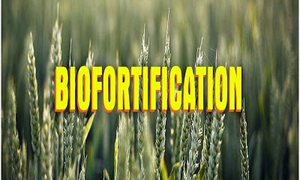 Biofortification Market Growing Popularity and Emerging Trends in the ...