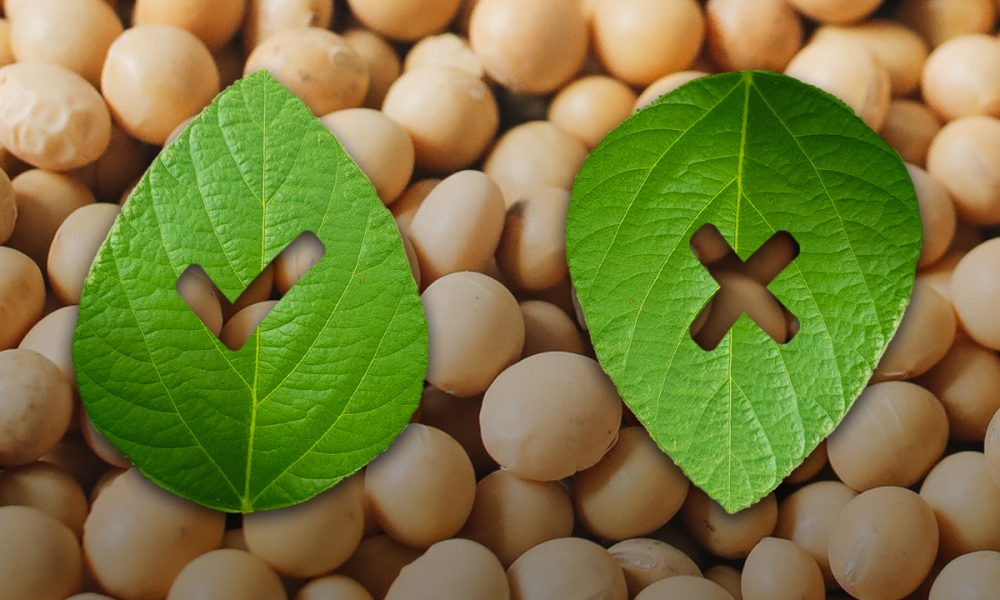 Genetically Modified Seeds Market Is Booming So Rapidly | Bayer ...