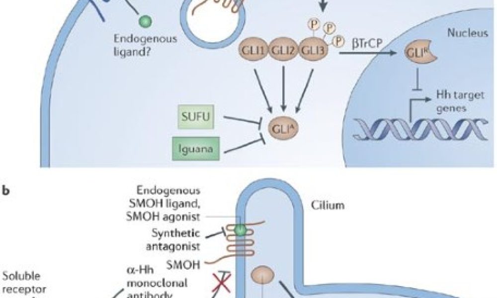 Hedgehog Pathway Inhibitors Market Forecast: What You Need To Know ...