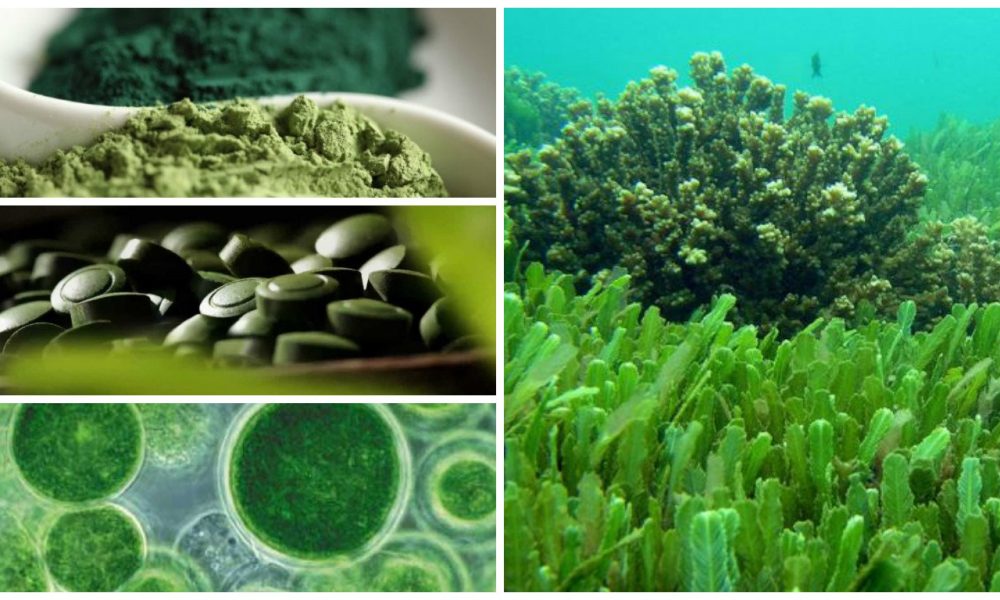 Microalgae Market Set to USD 29.6 Billion by 2035 as Innovation Fuels ...