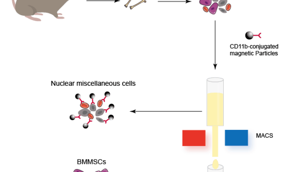 Mouse-Derived Msc Market is Thriving Worldwide | Bio-Techne, Celprogen ...