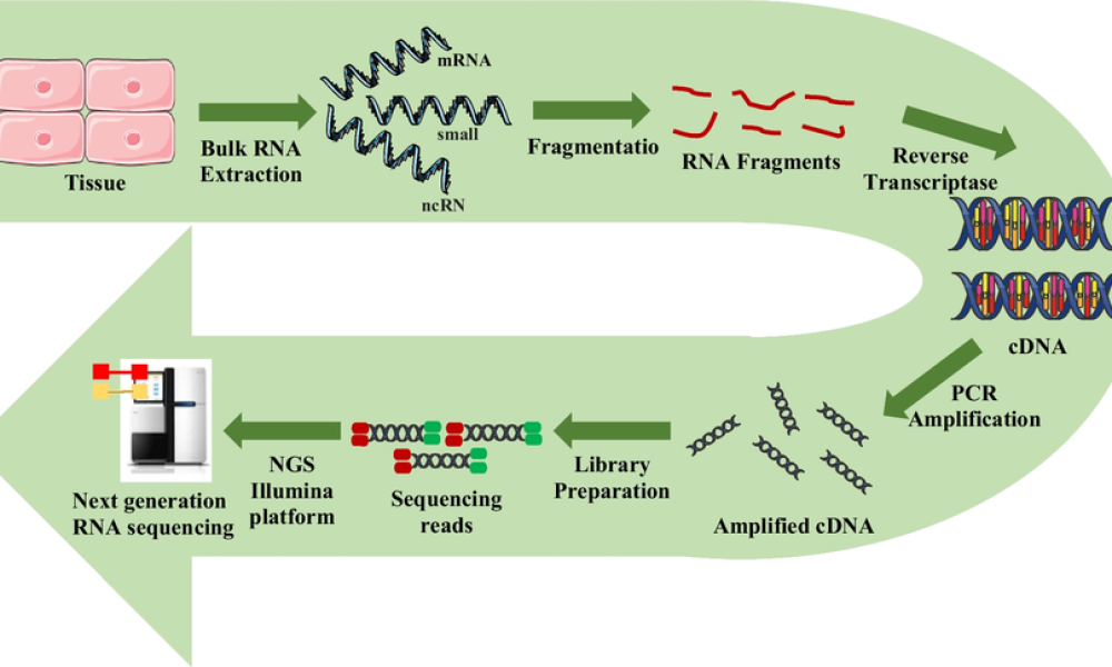 NGS based RNA sequencing Market Will Hit Big Revenue In Future ...