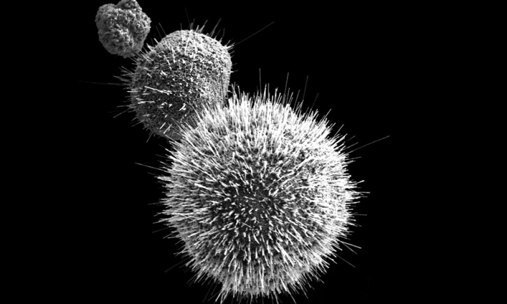 Nano-Copper Particles Market Next Big Thing | Major Giants Nantero ...