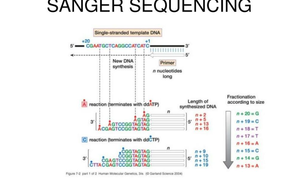 Sanger Sequencing Service Market Hits New High | Major Giants BGI ...