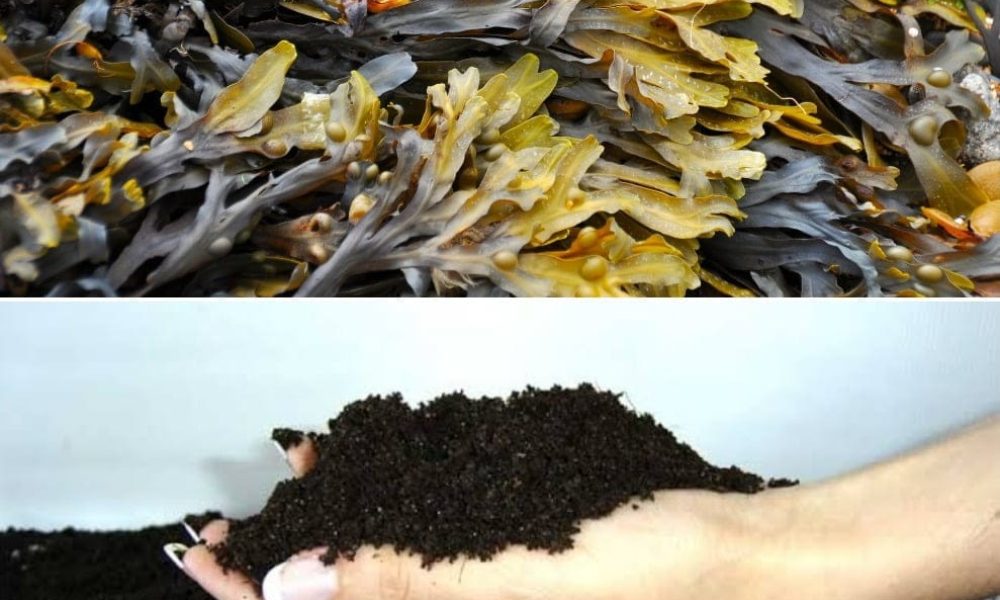 U.S. Seaweed Fertilizers Market Expectation Surges with Rising Demand ...