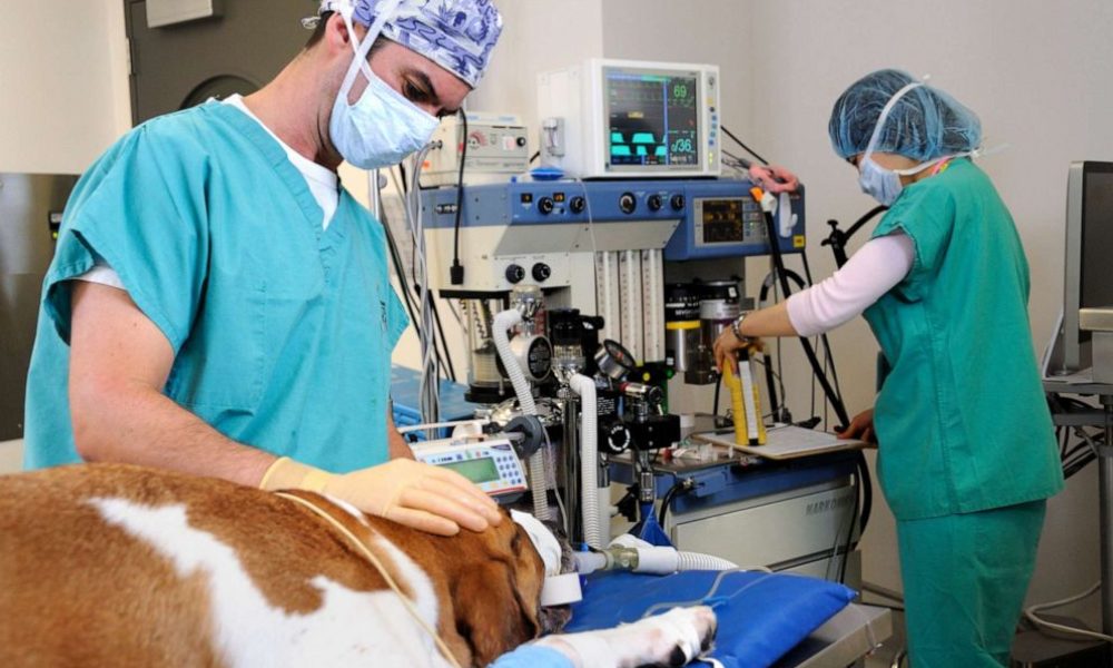 Veterinary Ventilator Market Know Faster Growing Segments |Midmark ...