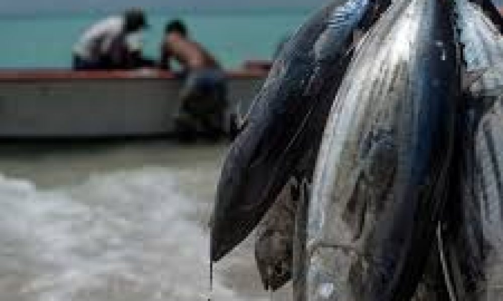 Fresh Fish Market Analysis: Key Trends, Growth Drivers and Key ...