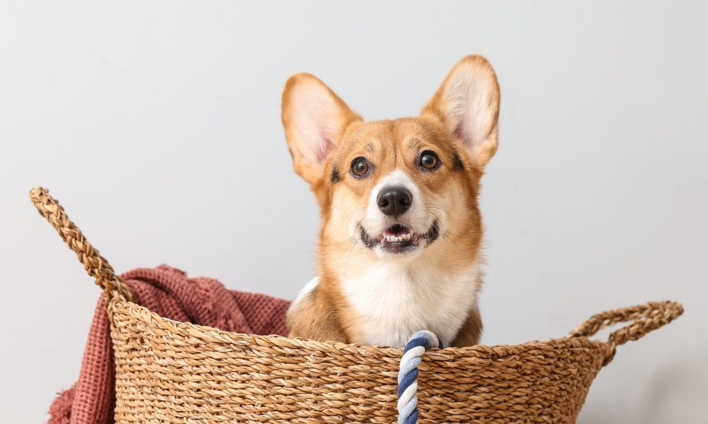 Play & Paws Pet Shop Unveils a New Era in Pet Care with Innovative ...